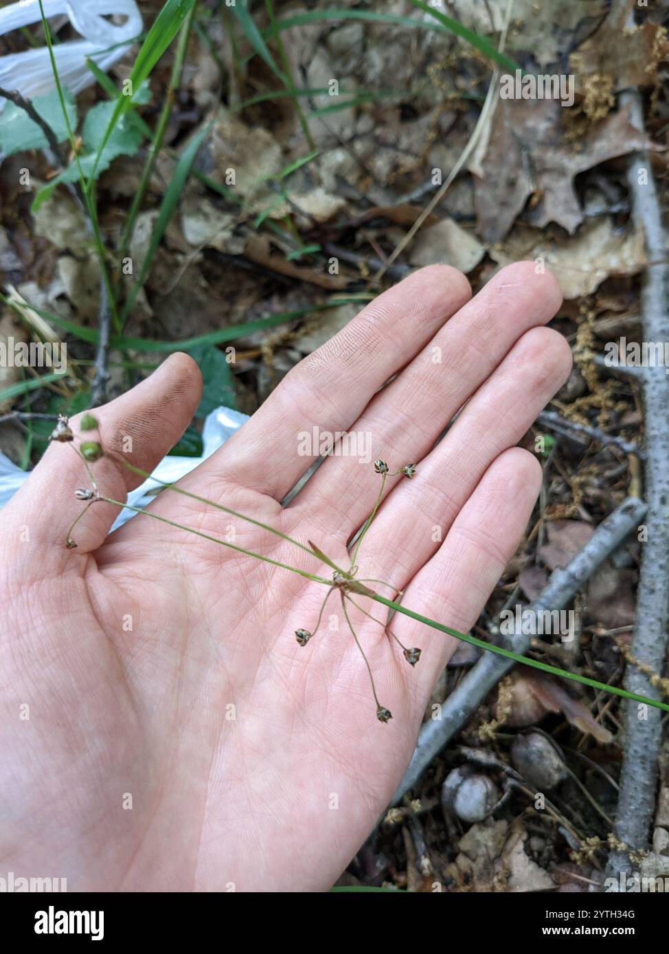 Hairy Woodrush (Luzula pilosa Stock Photo - Alamy