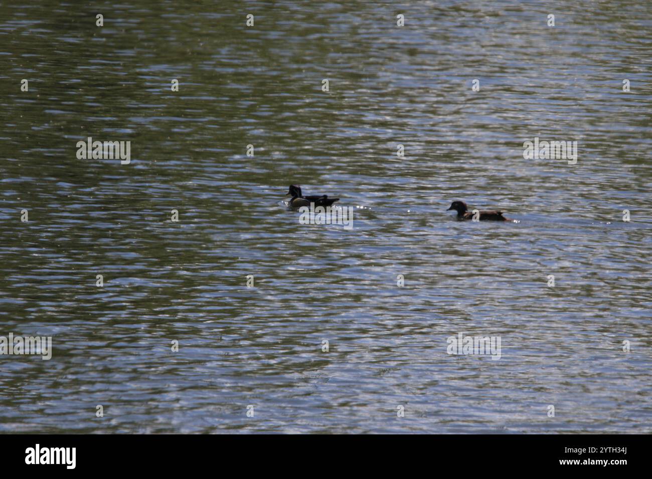 Wood Duck (Aix sponsa Stock Photo - Alamy