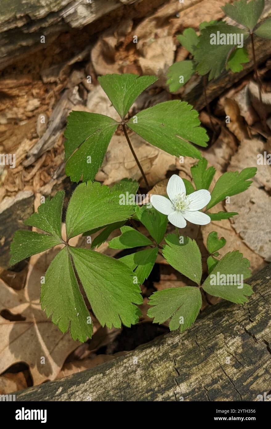 wood anemone (Anemonoides quinquefolia Stock Photo - Alamy