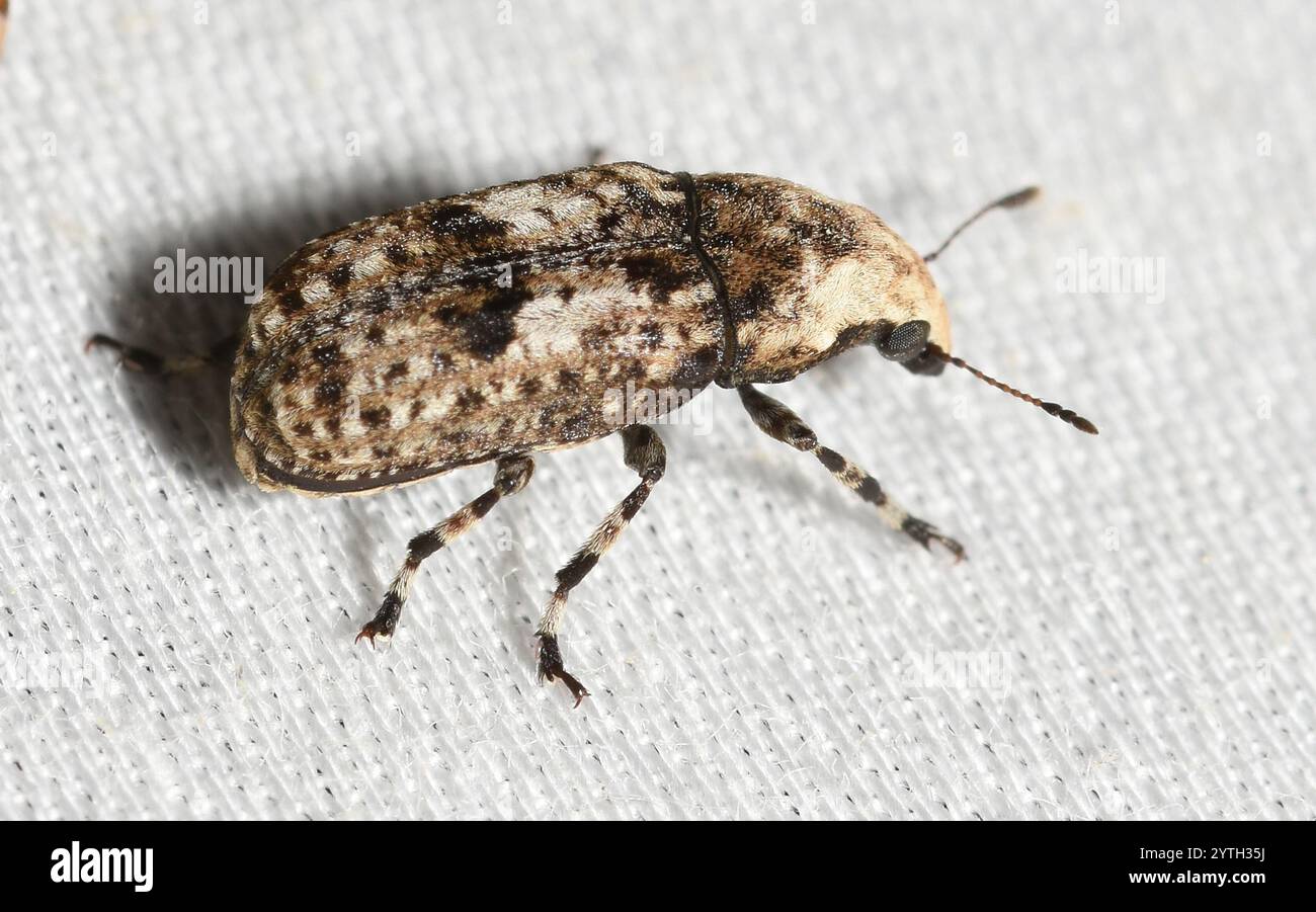 Marbled Fungus Weevil (Euparius marmoreus Stock Photo - Alamy