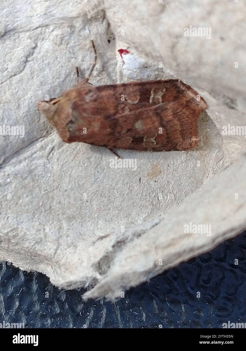 Small Square-spot (Diarsia rubi Stock Photo - Alamy