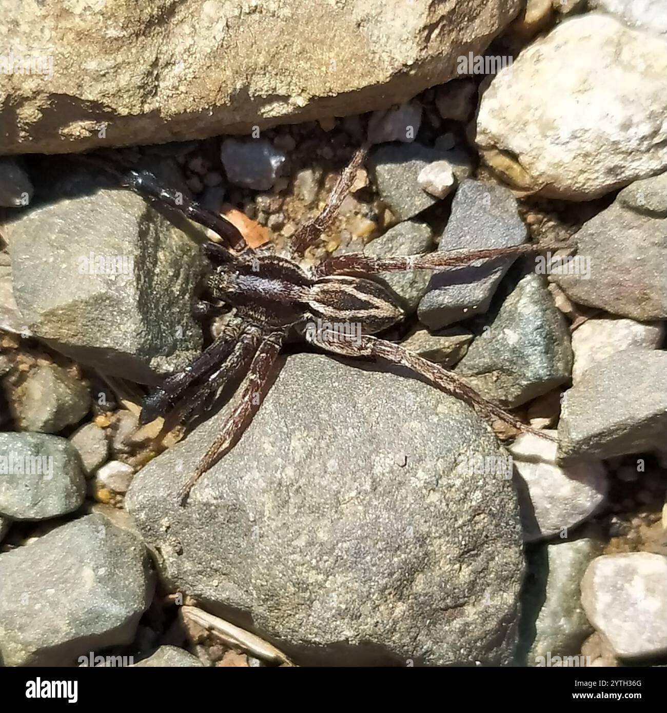 Fox Spiders (Alopecosa Stock Photo - Alamy