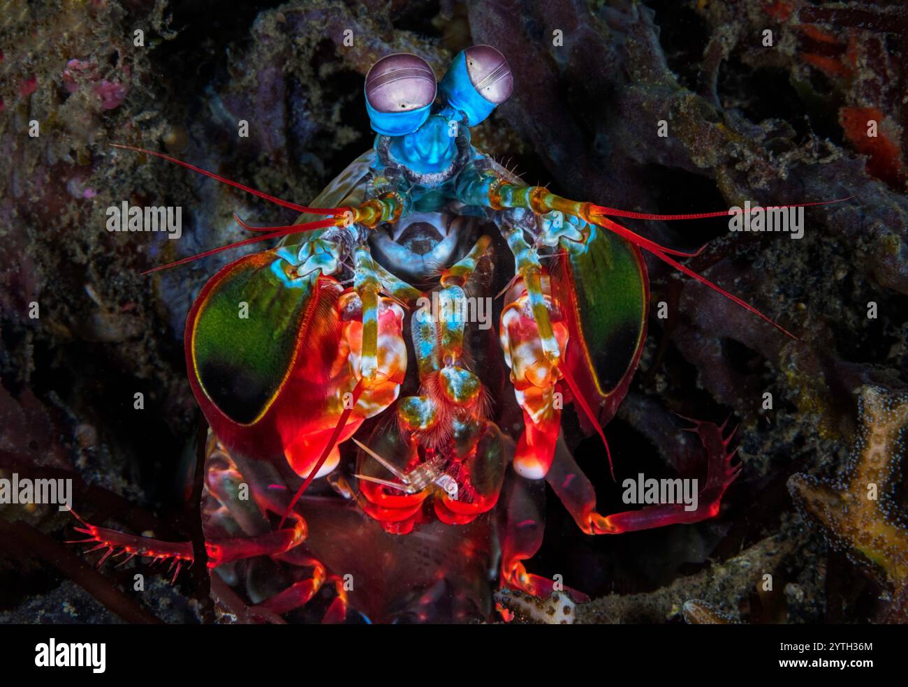 Eye level with a Peacock Mantis Shrimp (Stomatopoda) eating it's prey ...