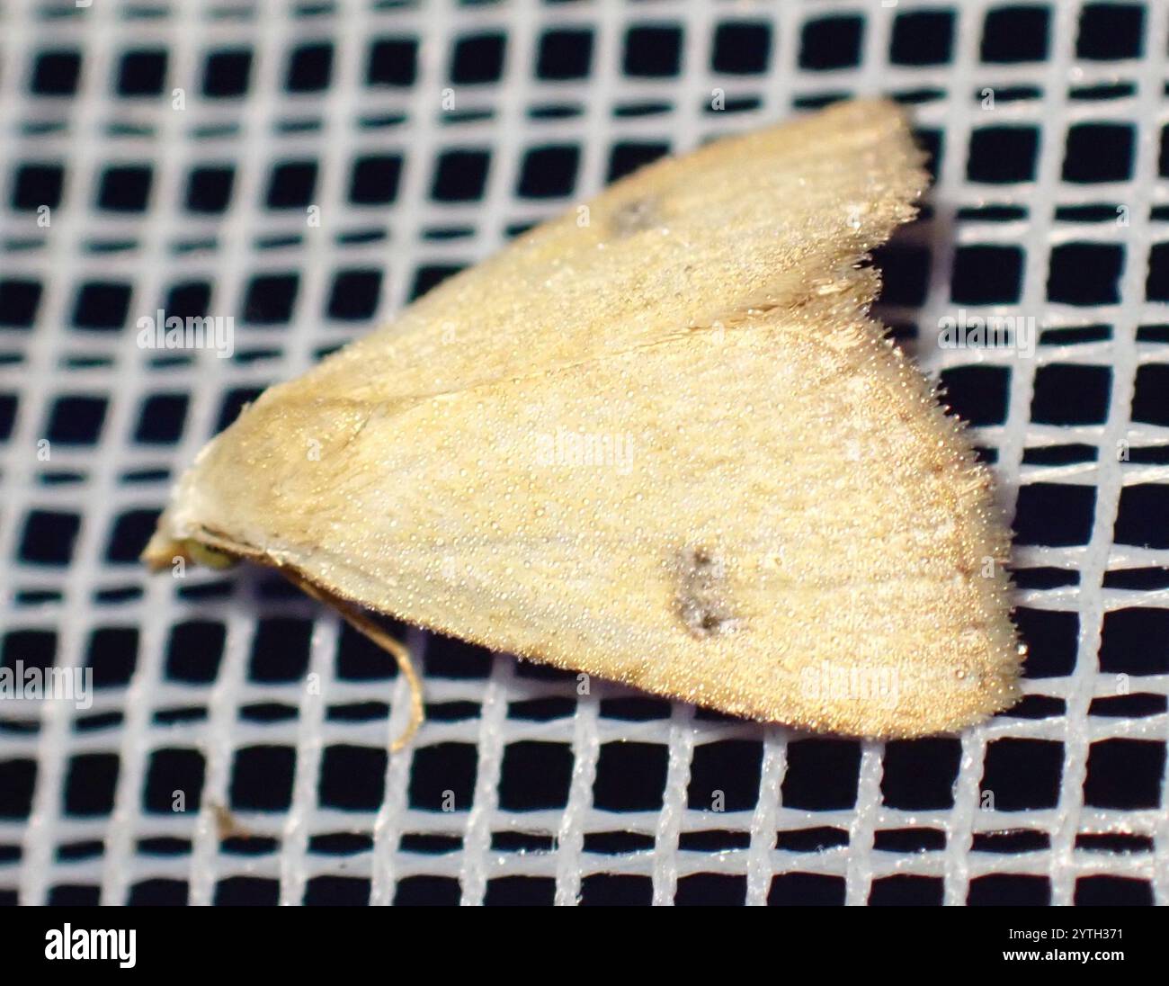 Straw Dot (Rivula sericealis Stock Photo - Alamy