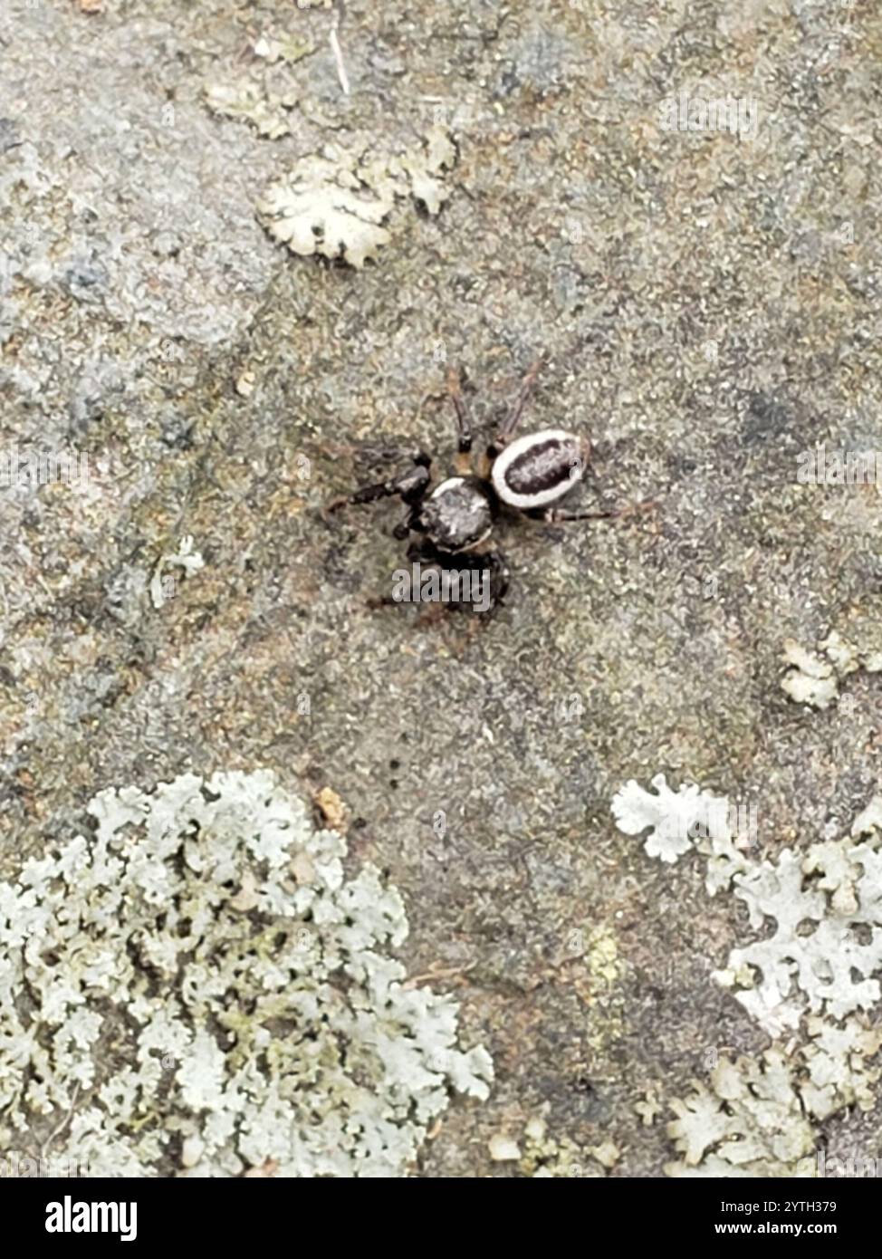 Bronze Jumping Spider (Eris militaris Stock Photo - Alamy