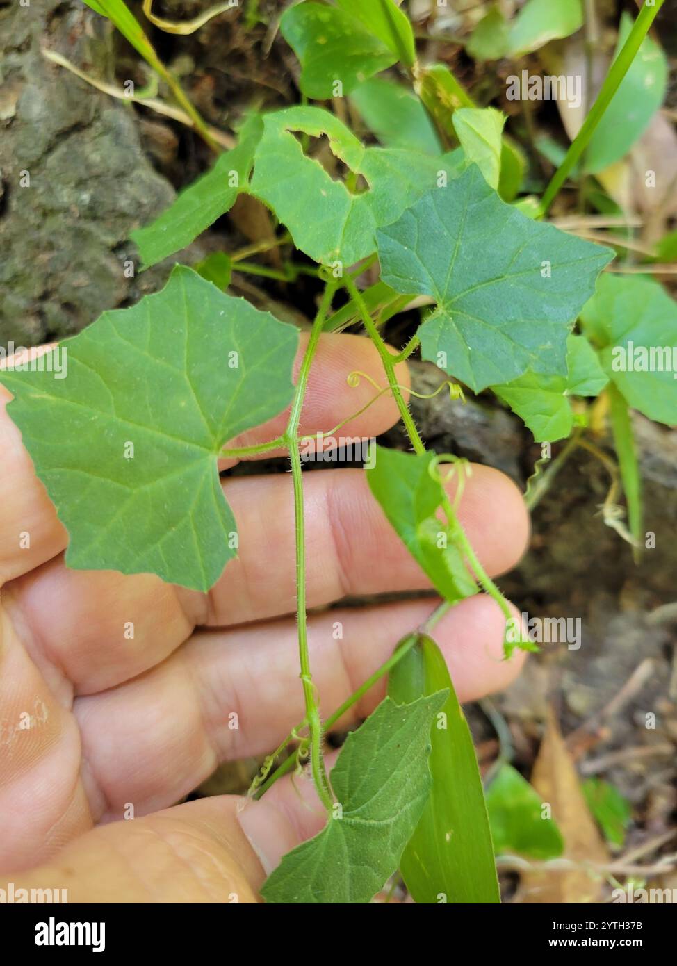 creeping cucumber (Melothria pendula Stock Photo - Alamy