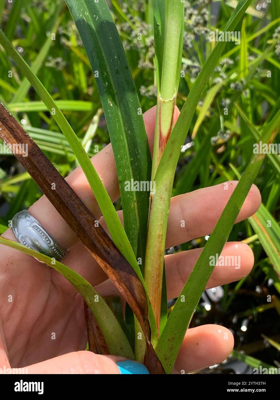 Panicled Bulrush (Scirpus microcarpus Stock Photo - Alamy