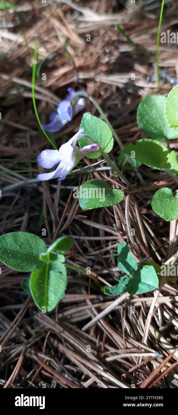 Viola rupestris hi-res stock photography and images - Alamy