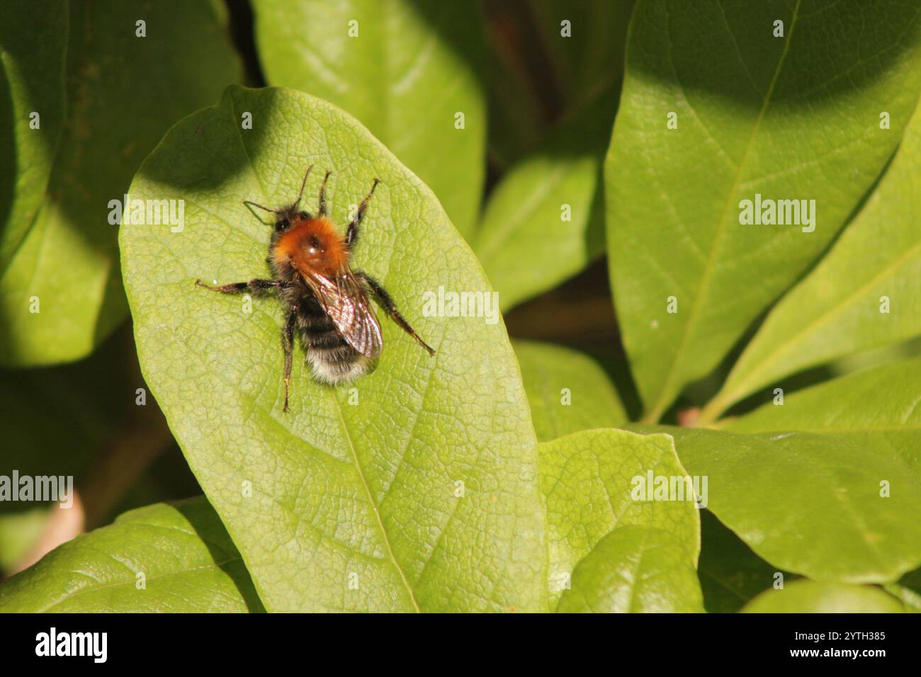 Tree Bumble Bee (Bombus hypnorum Stock Photo - Alamy