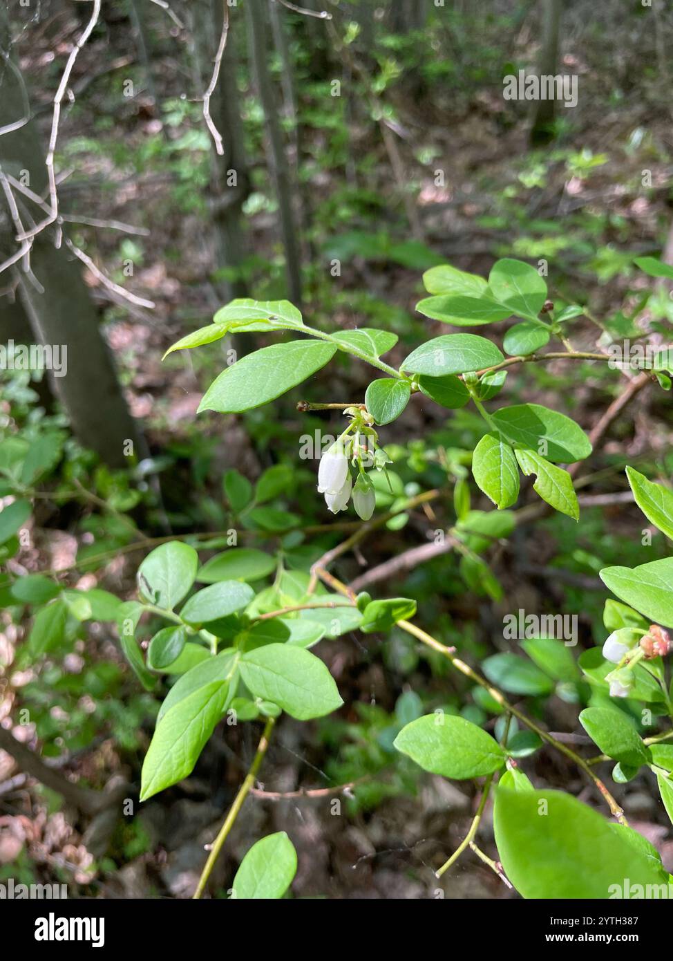 Northern highbush blueberry (Vaccinium corymbosum Stock Photo - Alamy