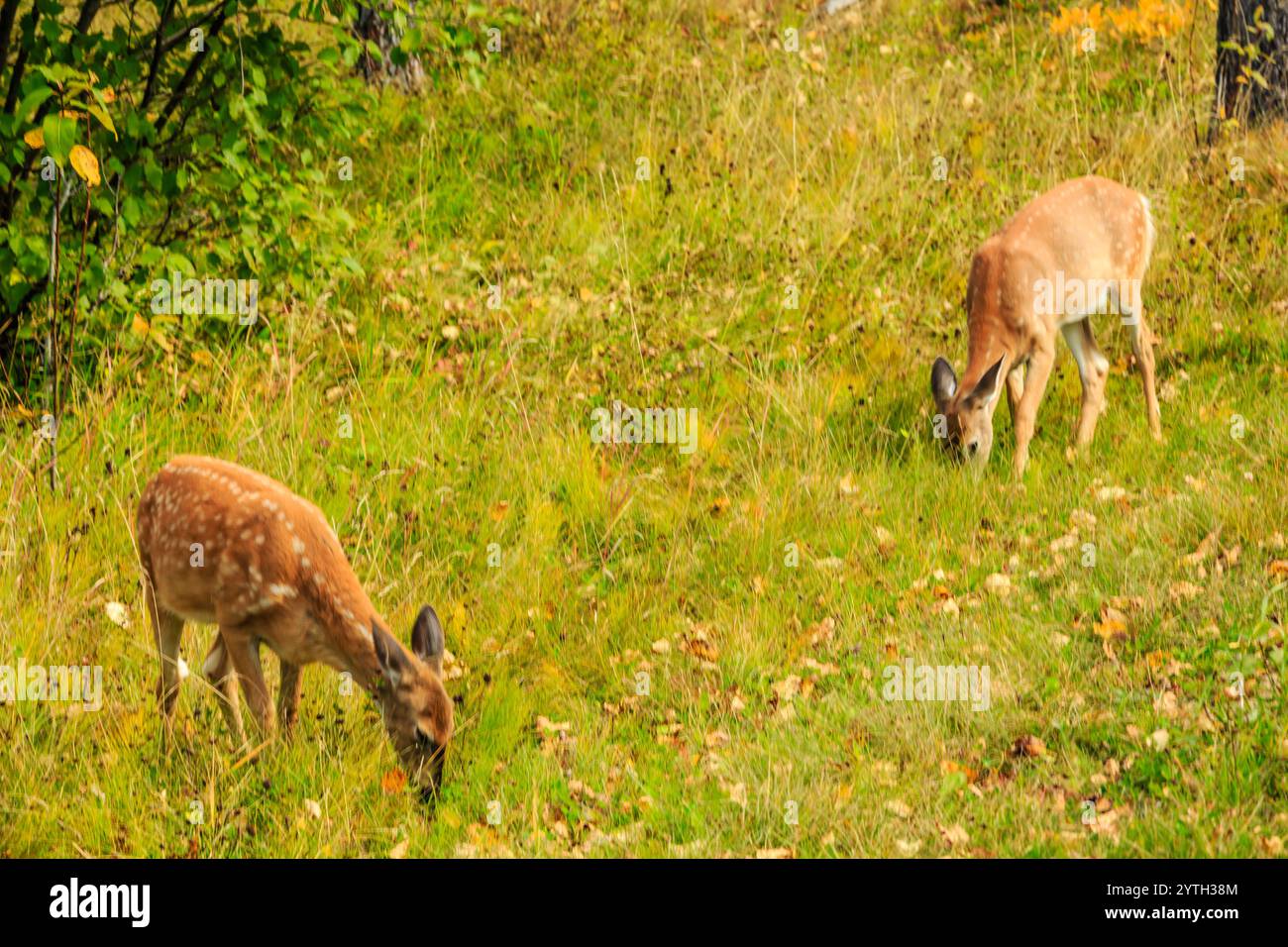 Two deer peacefully grazing hi-res stock photography and images - Alamy