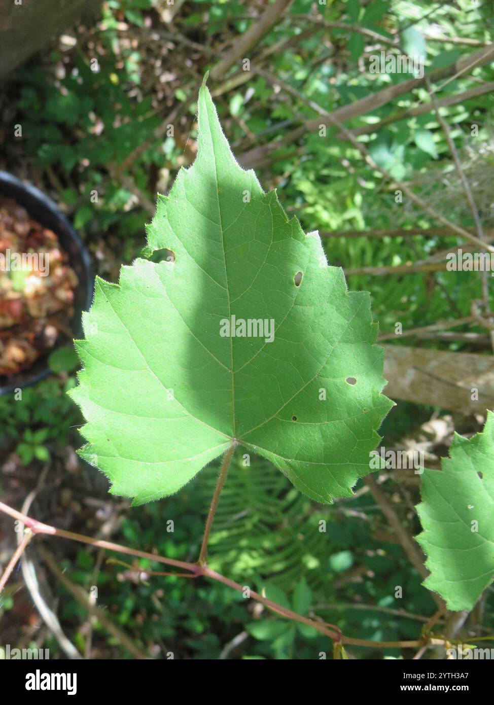 Vitis vulpina hi-res stock photography and images - Alamy