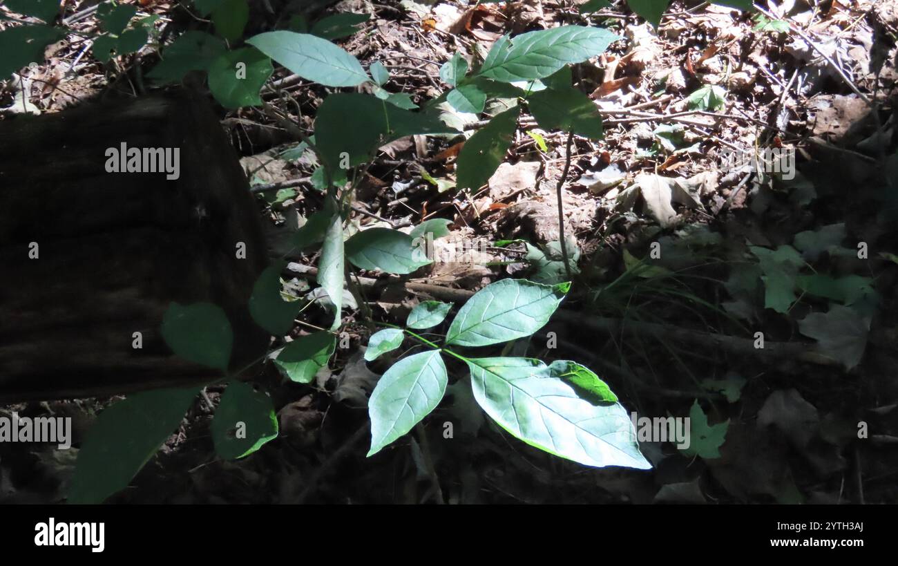 green ash (Fraxinus pennsylvanica Stock Photo - Alamy