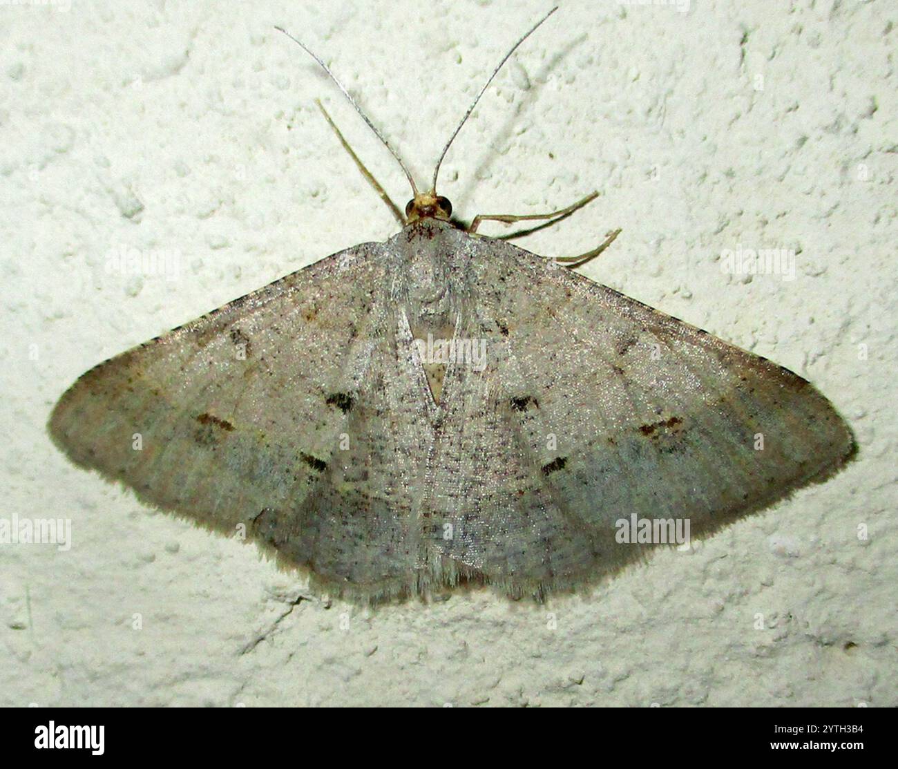 Geometer Moths (Geometridae Stock Photo - Alamy