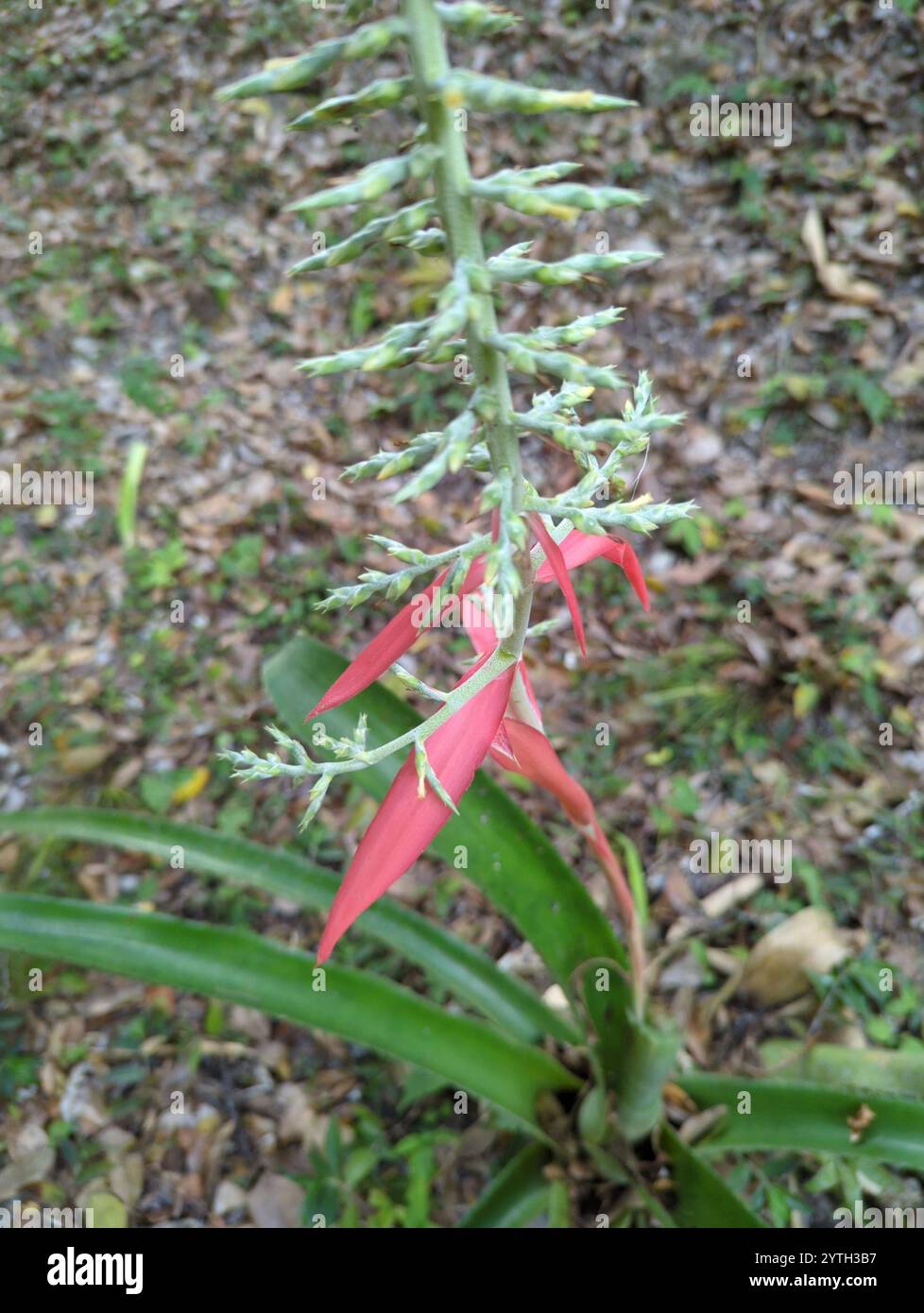 vase bromeliad (Aechmea bracteata Stock Photo - Alamy