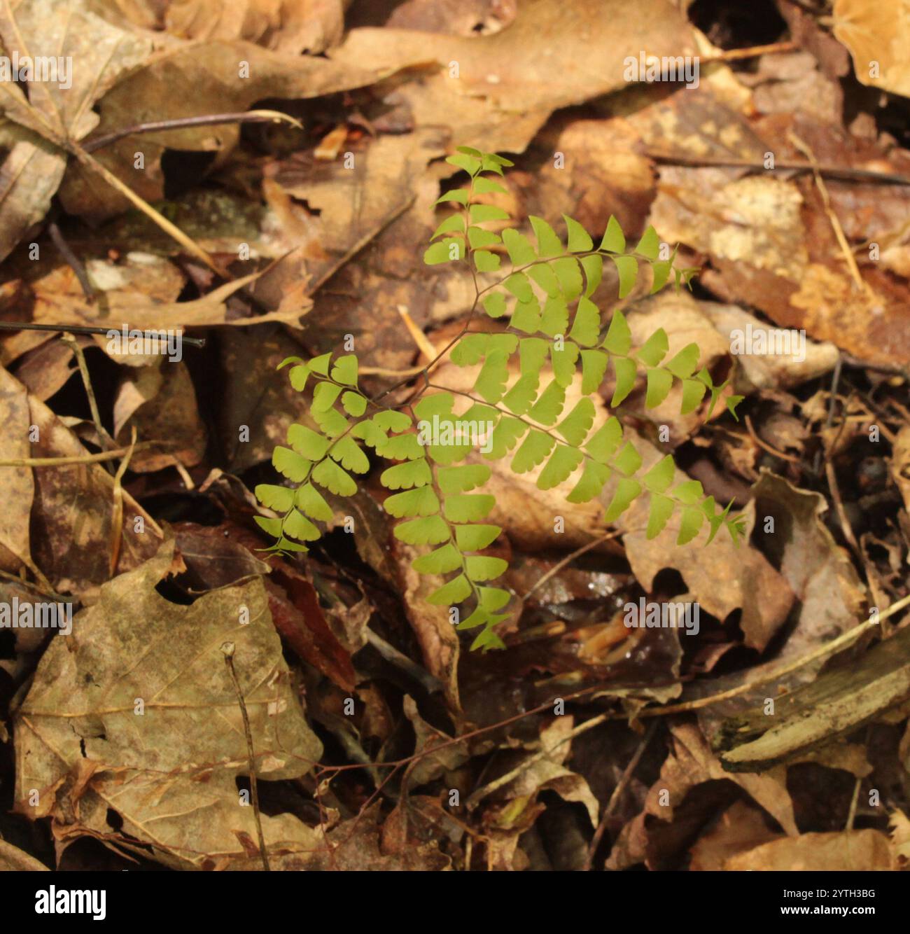 northern maidenhair fern (Adiantum pedatum Stock Photo - Alamy