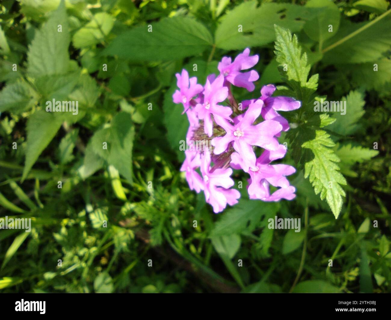 rose vervain (Glandularia canadensis Stock Photo - Alamy