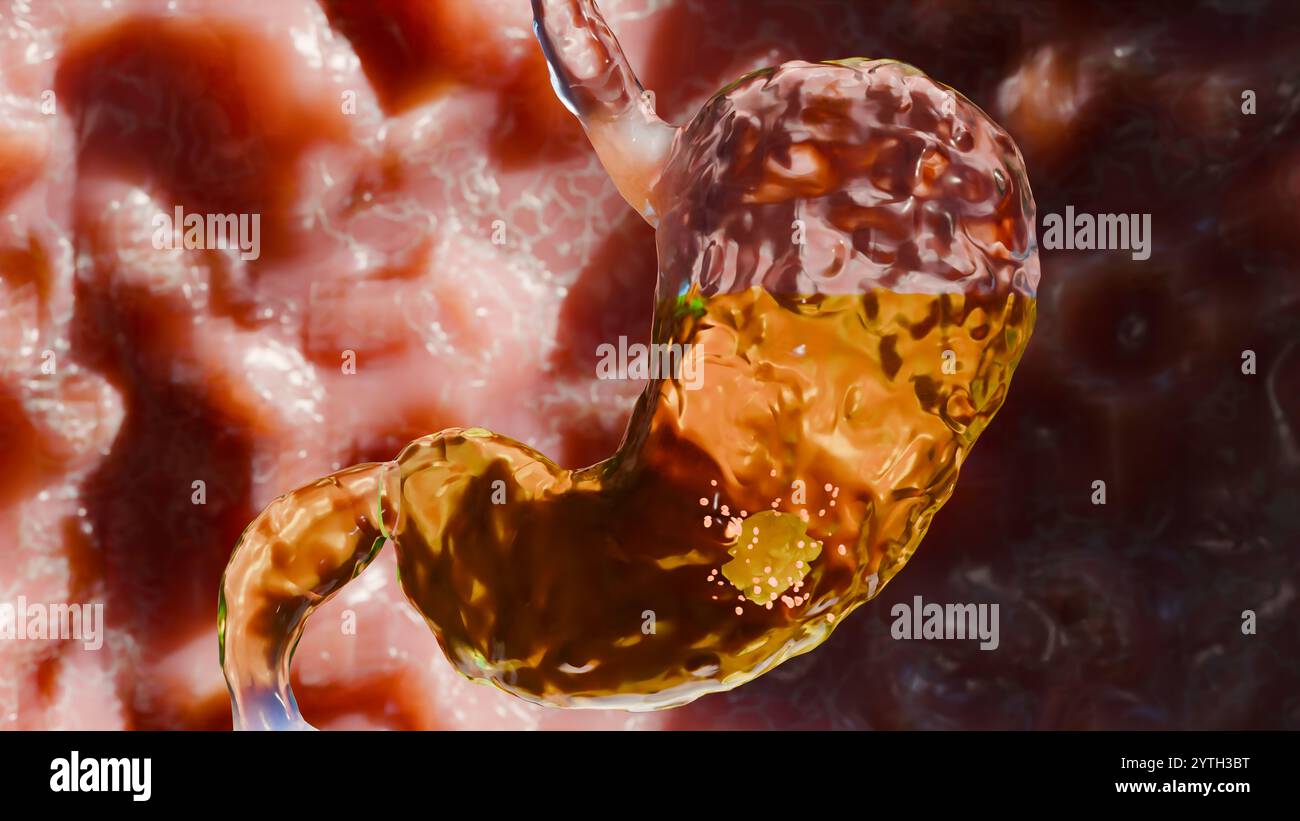 Human Stomach Anatomy Digestion, esophagus abdomen gastric with acid ...