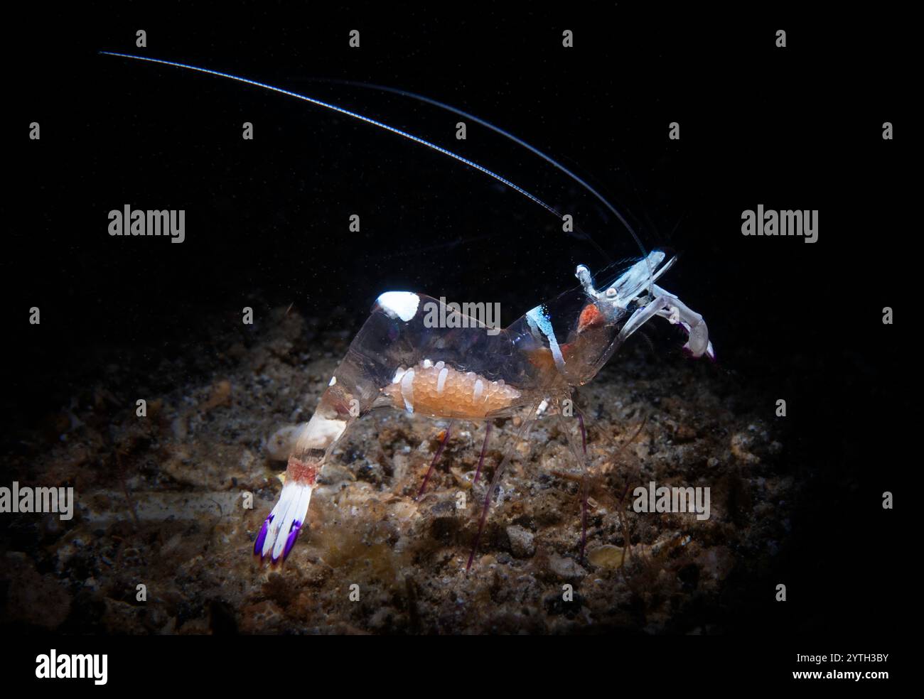 Eye level with a Magnificent Partner Shrimp (Ancylomenes magnificus ...