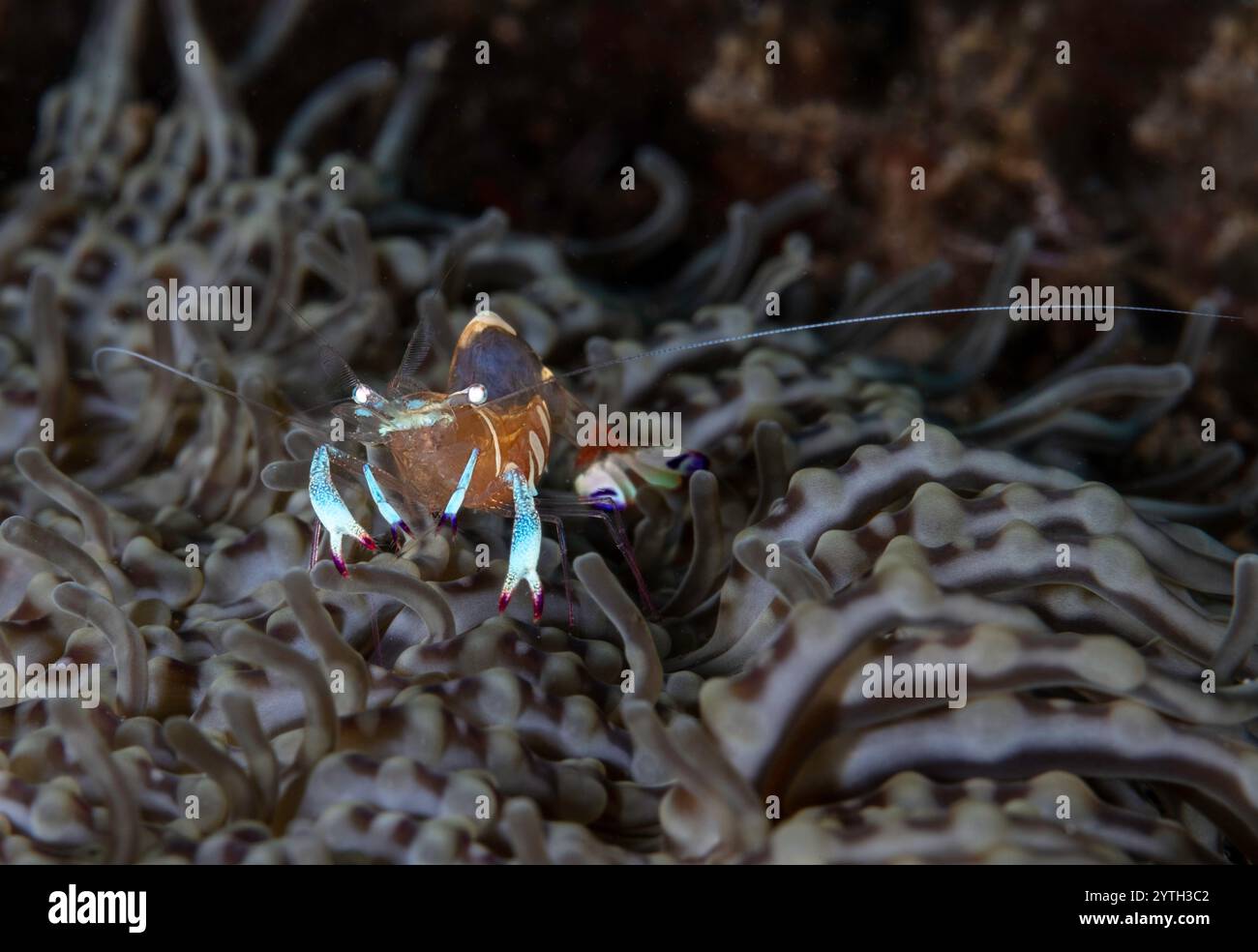 Eye level with a Magnificent Partner Shrimp (Ancylomenes magnificus ...