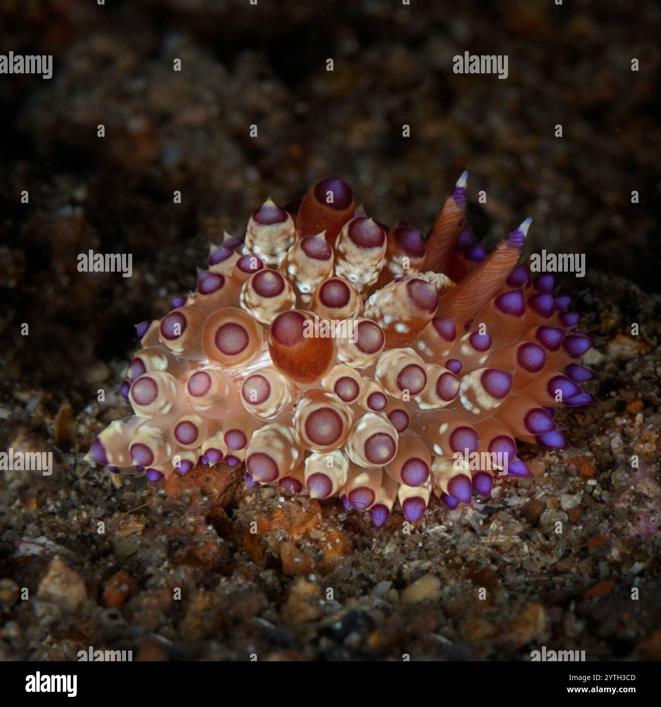 Eye level with Nudibranch (Janolus flavoanulatus Stock Photo - Alamy