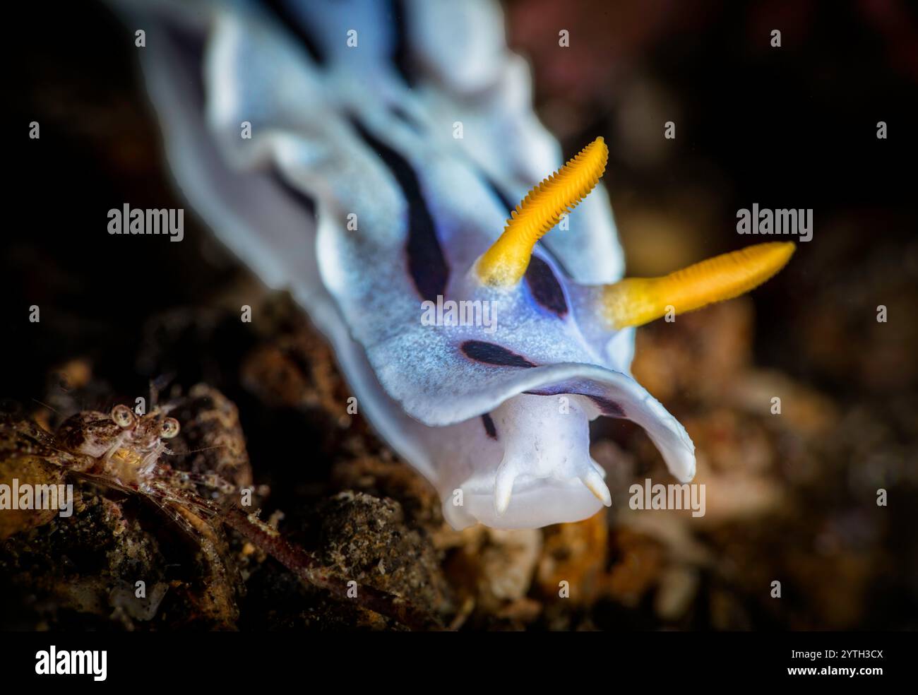 Eye level with Willan's Nudibranch (Chromodoris willani Stock Photo - Alamy
