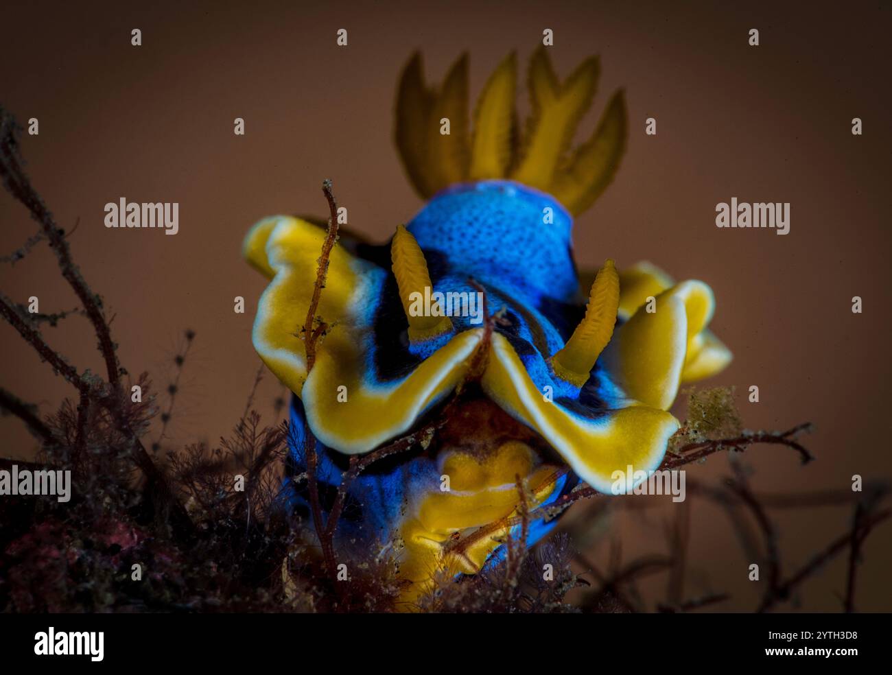 Chromodoris annae hi-res stock photography and images - Alamy