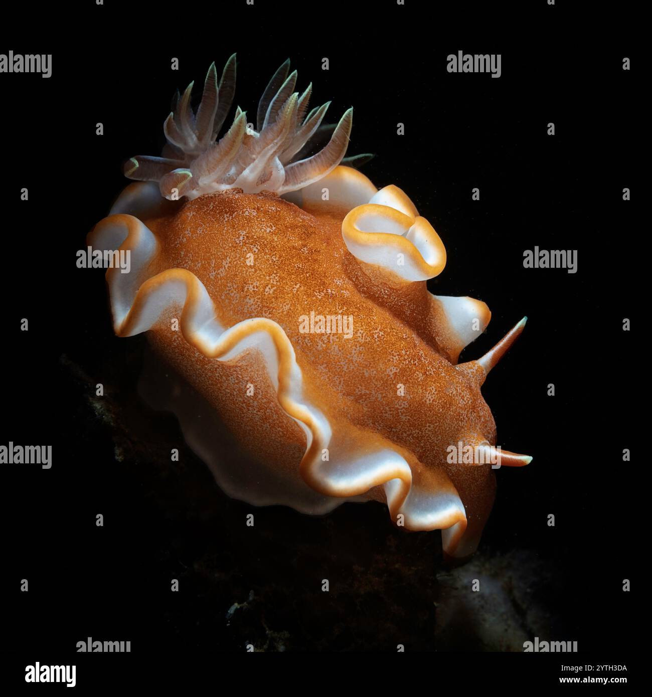 Eye level with Caramel Nudibranch (Glossodoris rufomarginata Stock ...