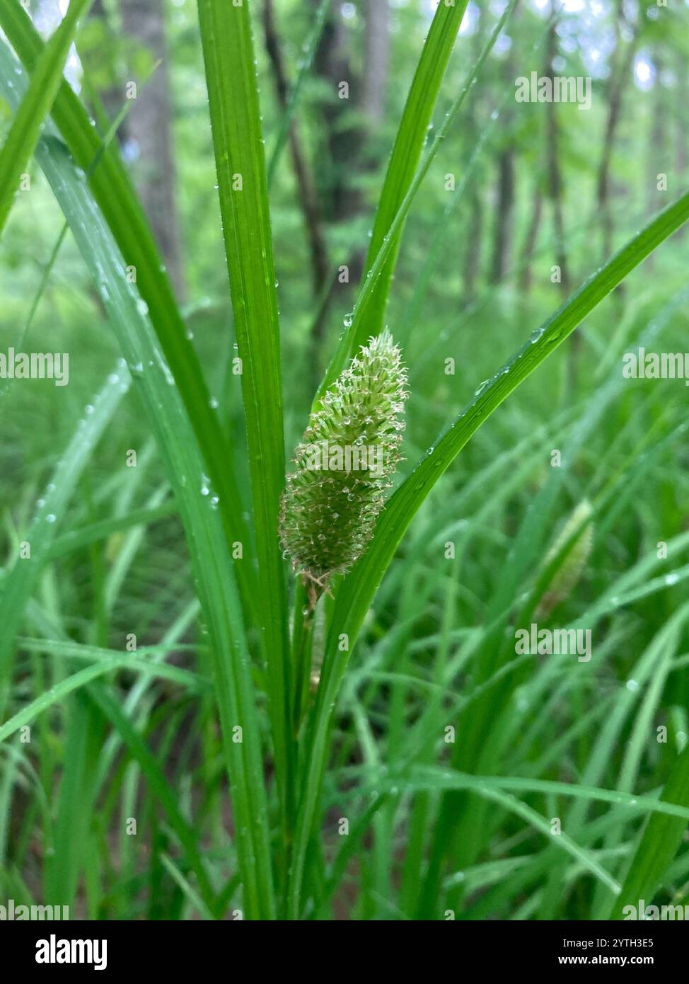 cattail sedge (Carex typhina Stock Photo - Alamy