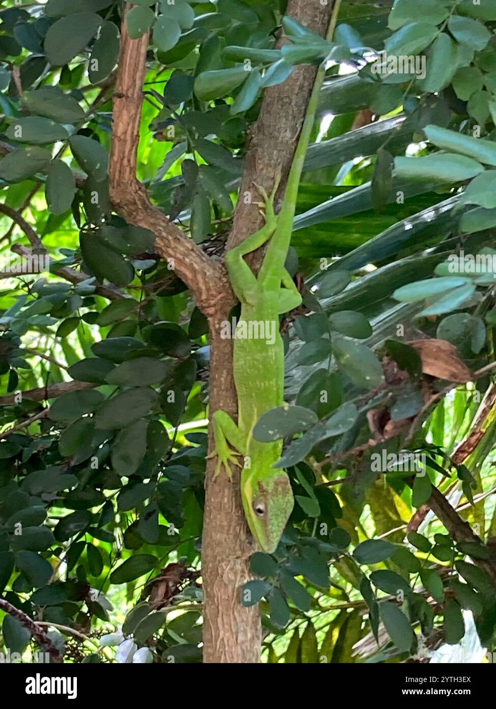 Knight Anole (Anolis equestris Stock Photo - Alamy