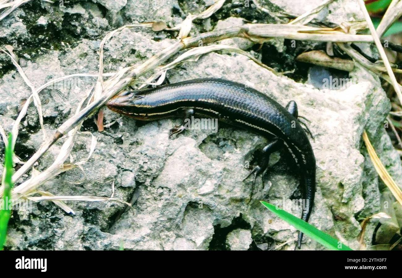 Southeastern Five-lined Skink (Plestiodon inexpectatus Stock Photo - Alamy