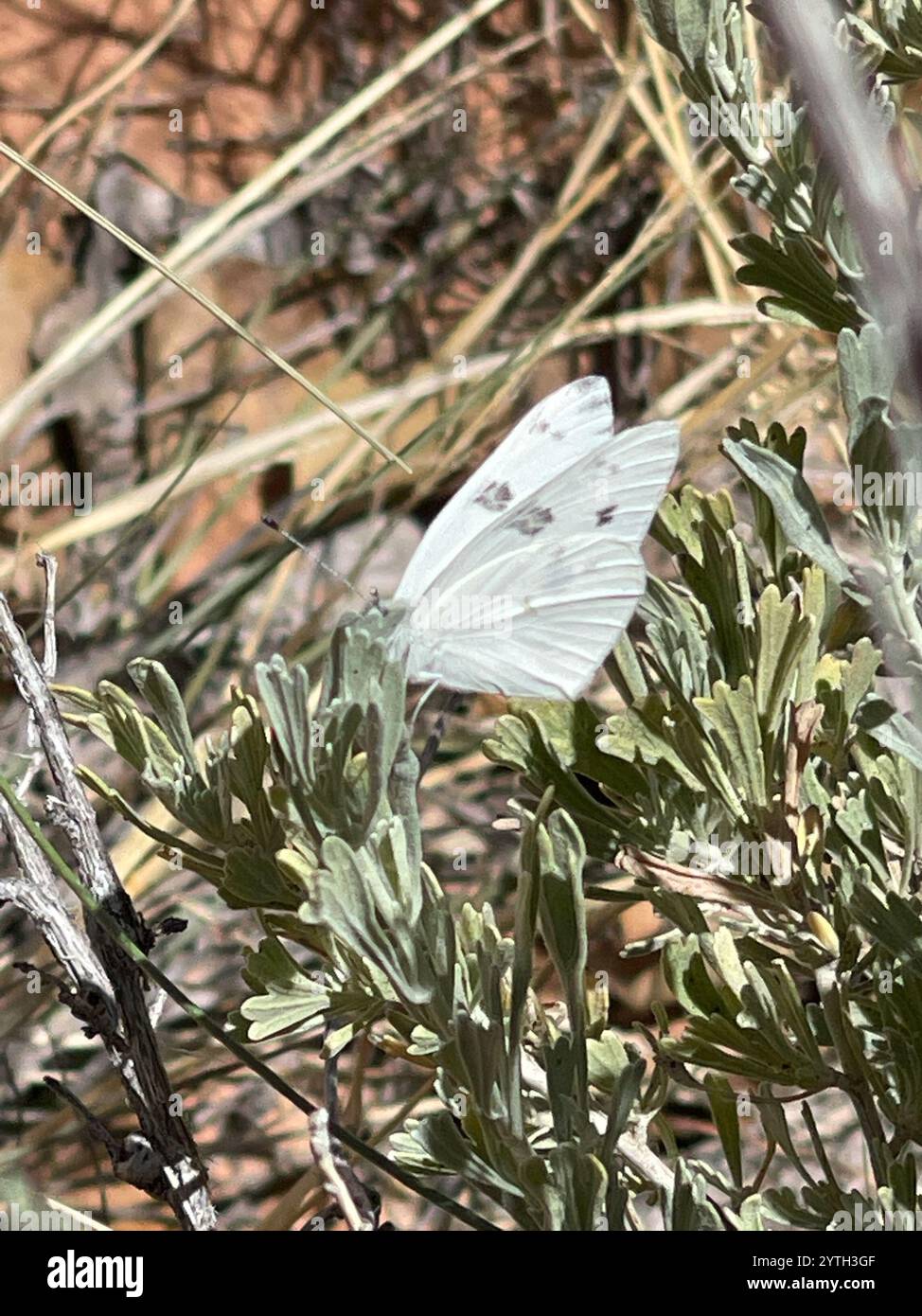 Checkered White (Pontia protodice Stock Photo - Alamy