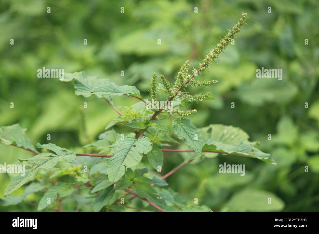 spiny amaranth (Amaranthus spinosus Stock Photo - Alamy