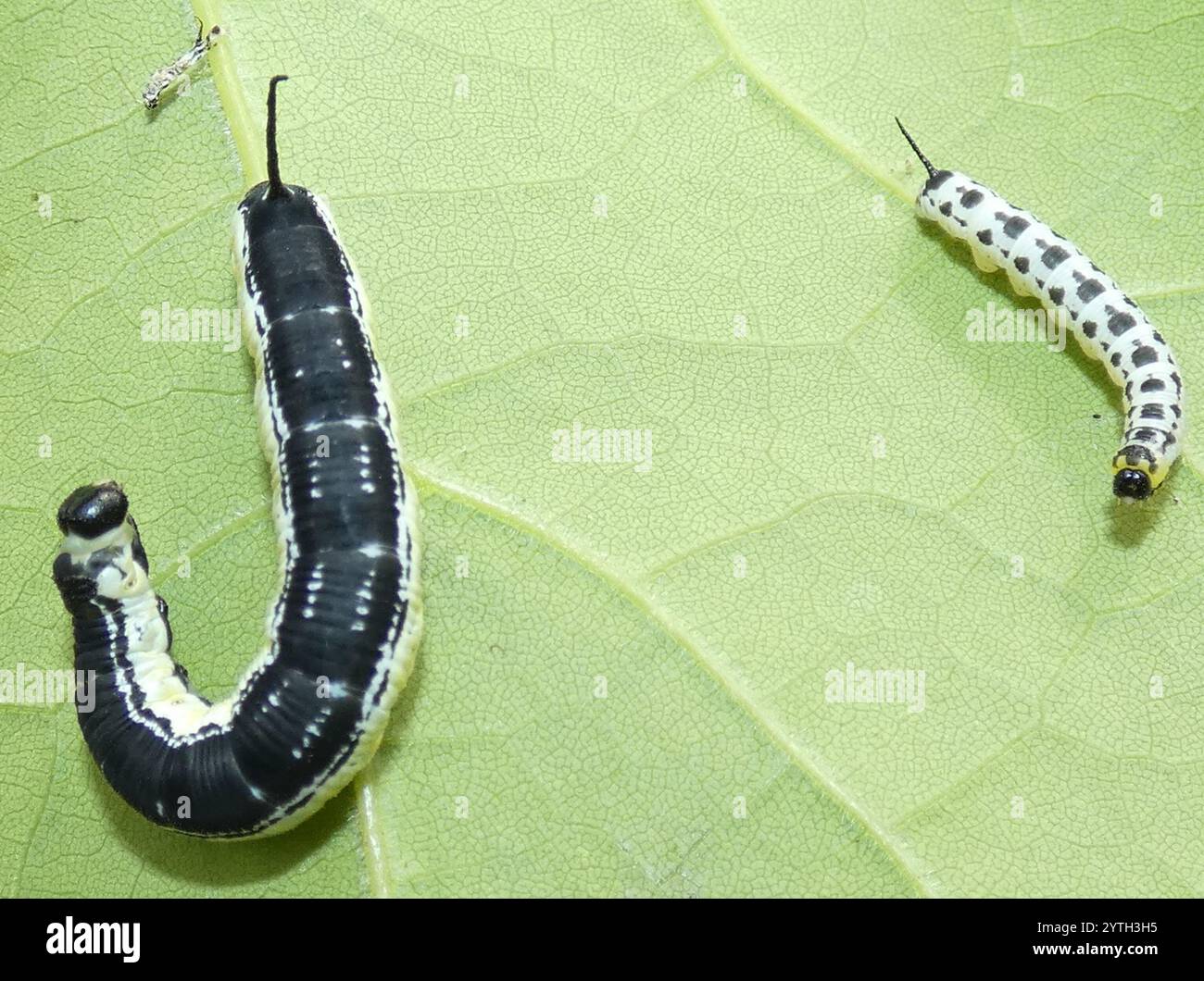 Catalpa Sphinx (Ceratomia catalpae Stock Photo - Alamy
