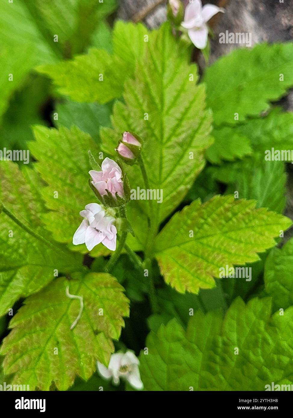 Arctic raspberry (Rubus arcticus Stock Photo - Alamy