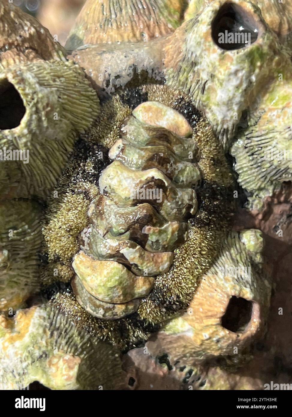 West Indian Fuzzy Chiton (Acanthopleura granulata Stock Photo - Alamy