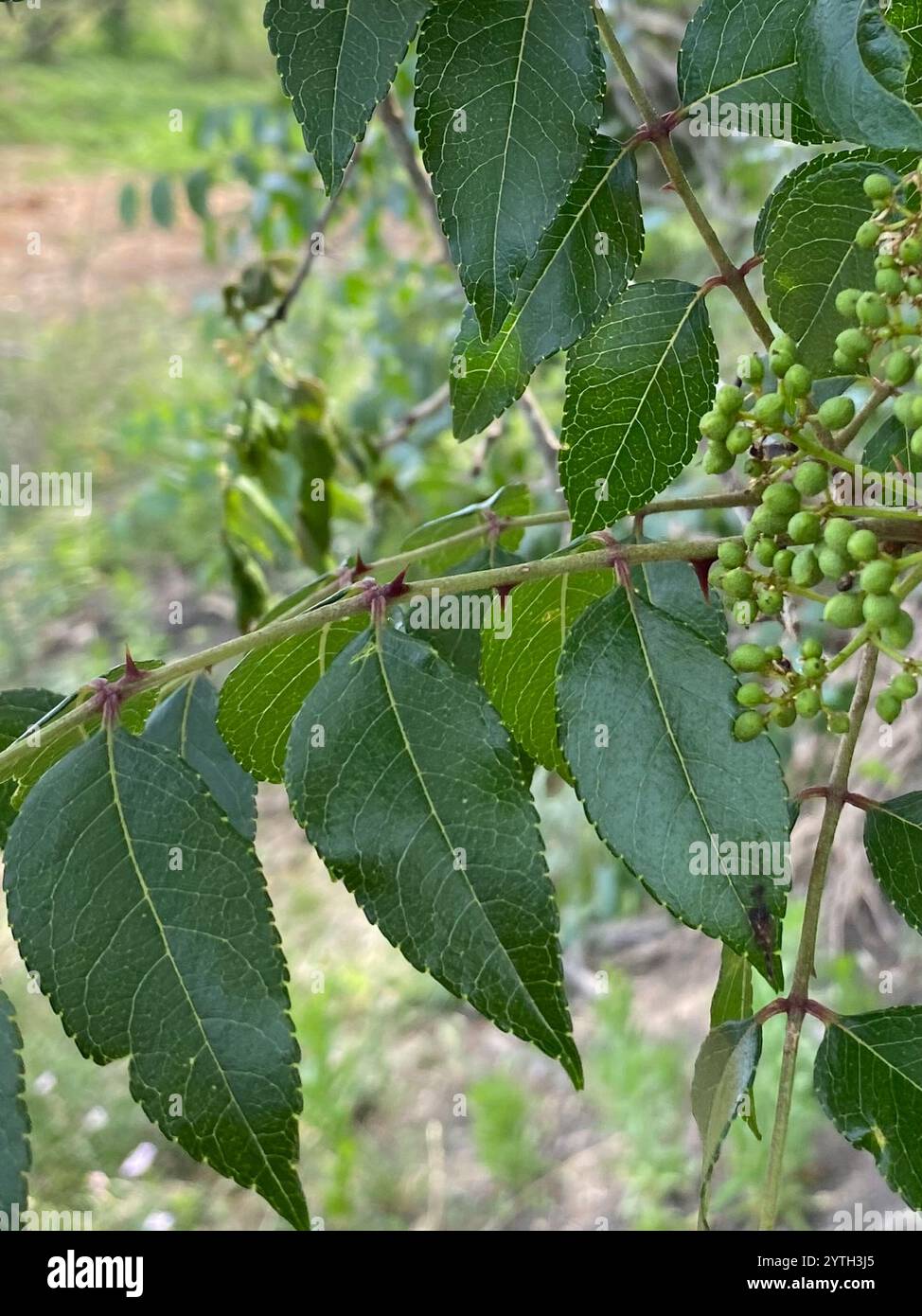 Hercules' club (Zanthoxylum clava-herculis Stock Photo - Alamy