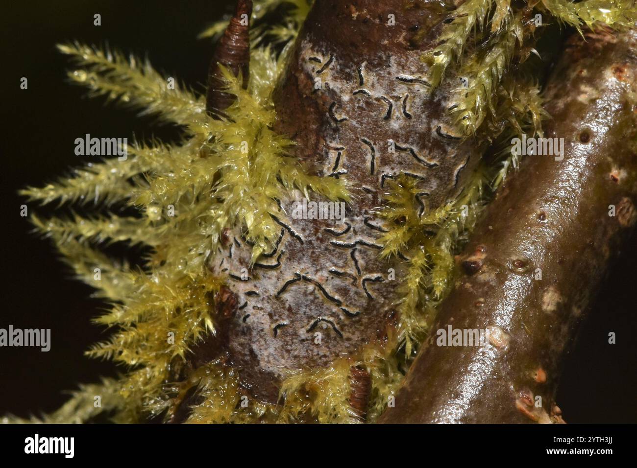 Common Script Lichen (Graphis scripta Stock Photo - Alamy