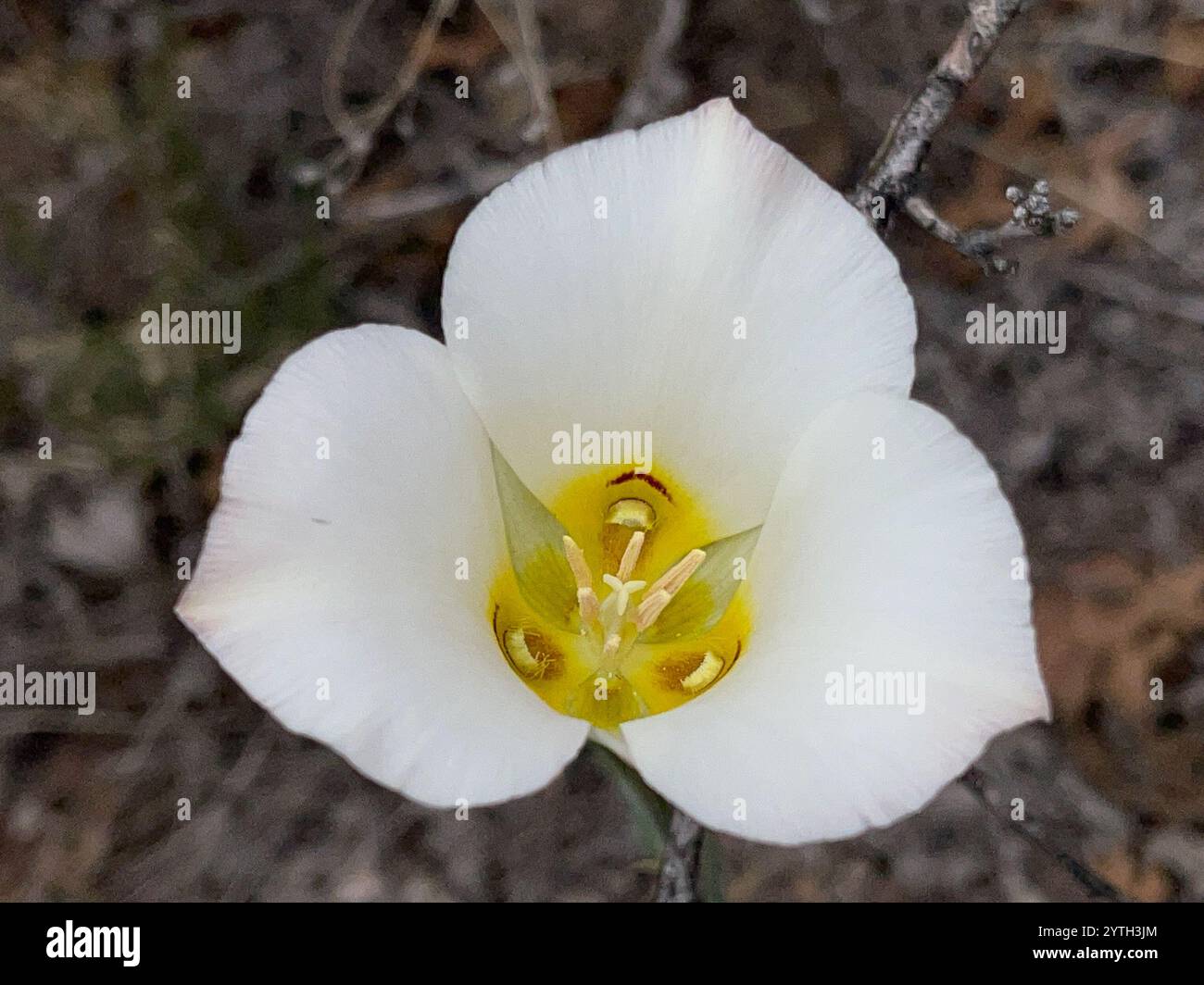 Sego Lily (Calochortus nuttallii Stock Photo - Alamy