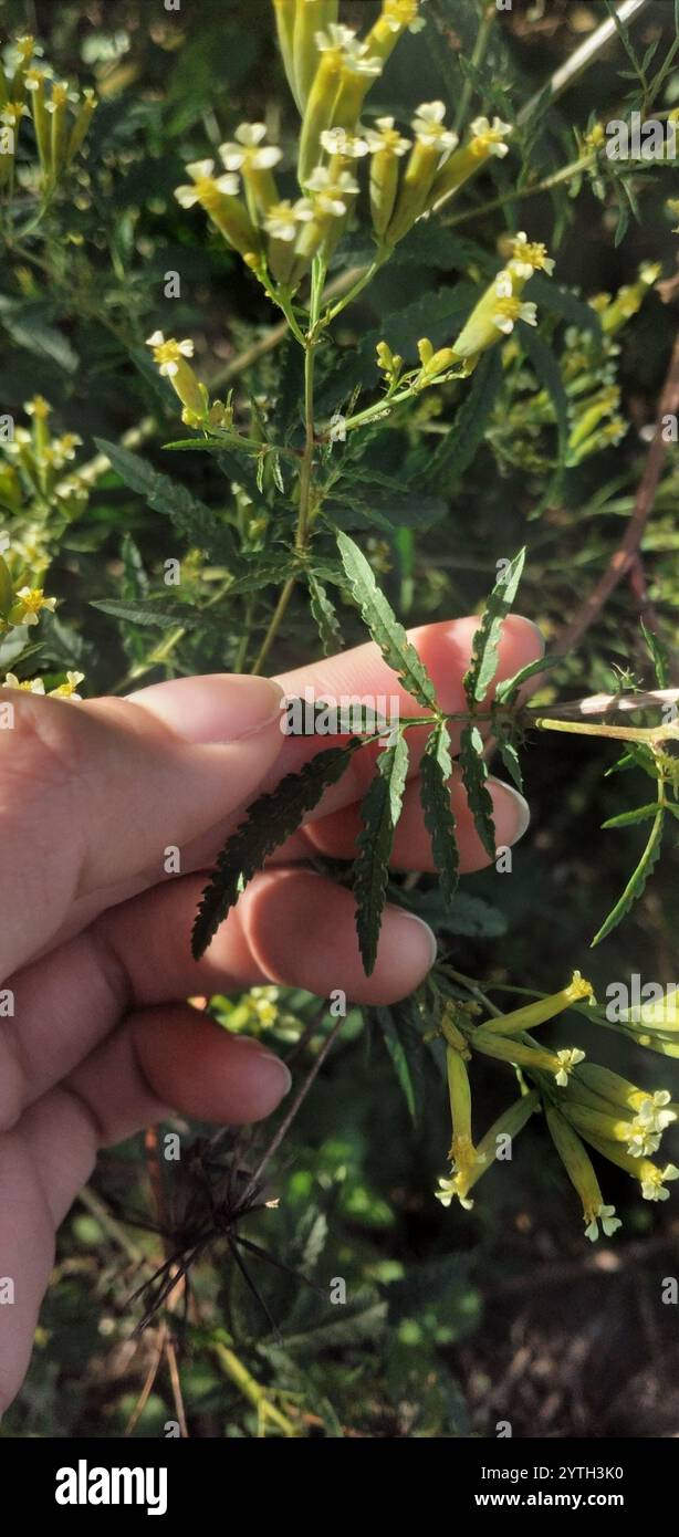 wild marigold (Tagetes minuta Stock Photo - Alamy