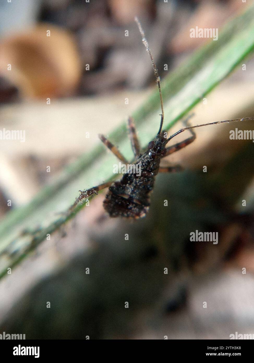 Tree Damsel Bug (Himacerus apterus Stock Photo - Alamy