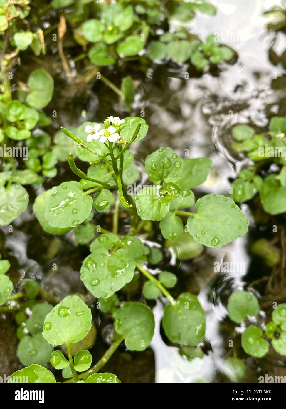 watercress (Nasturtium officinale Stock Photo - Alamy