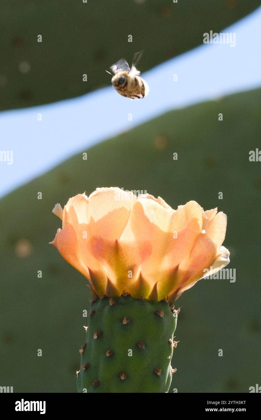 Cactus chimney bees (Diadasia australis Stock Photo - Alamy