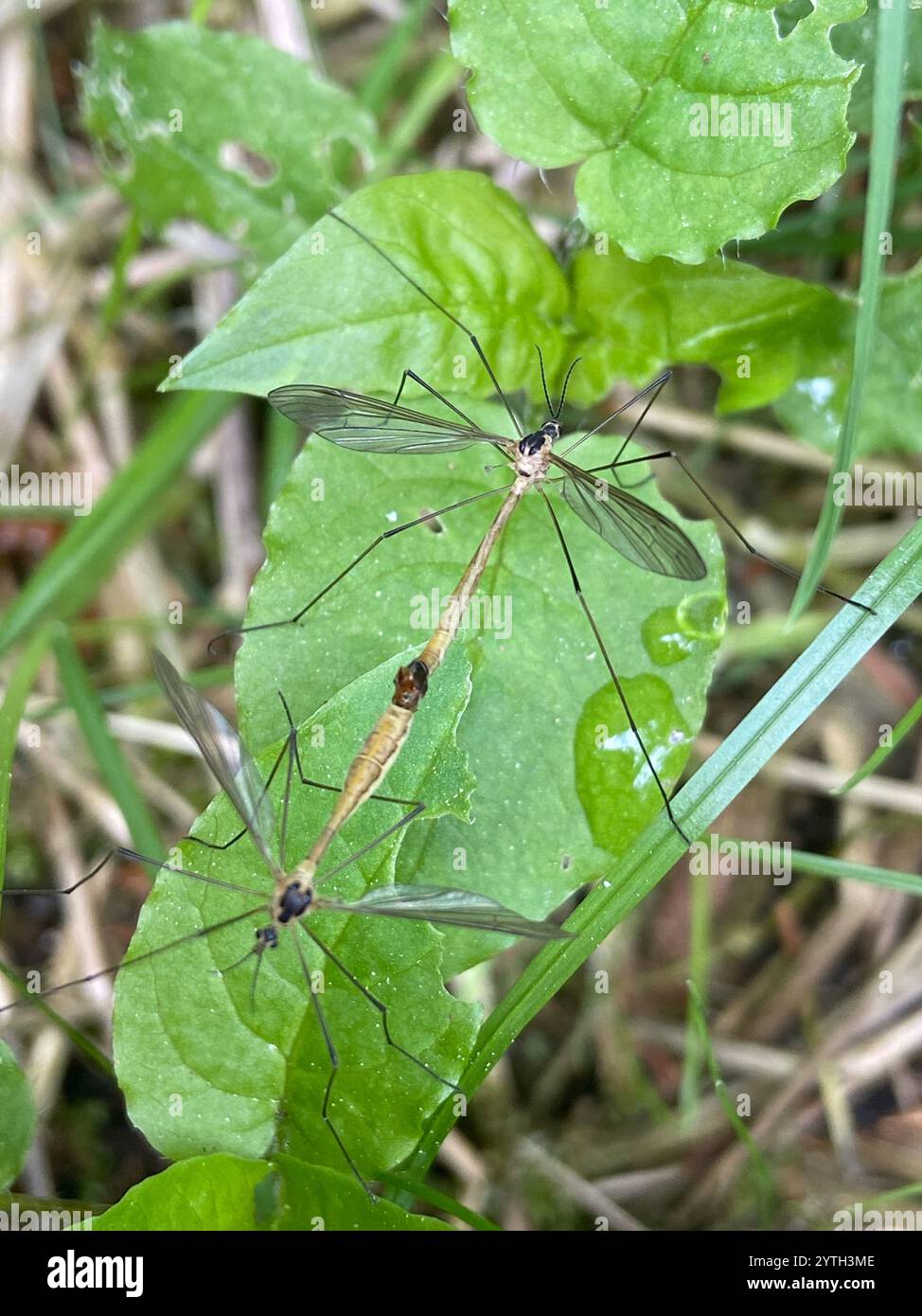 Large Crane Flies (Tipulidae Stock Photo - Alamy