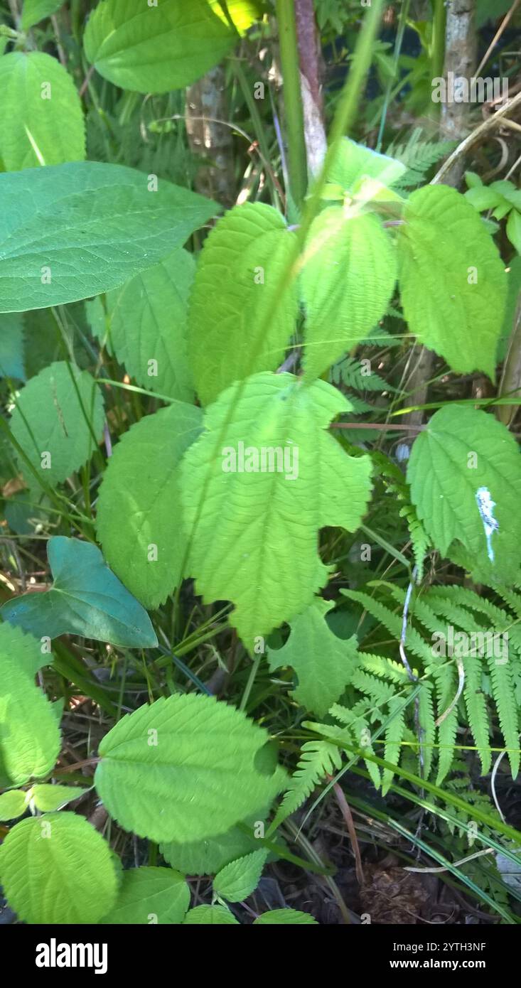 false nettle (Boehmeria cylindrica Stock Photo - Alamy