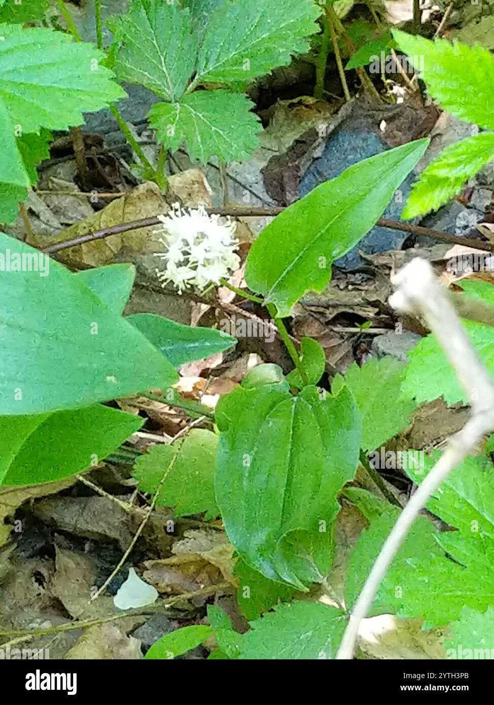 Canada mayflower (Maianthemum canadense Stock Photo - Alamy