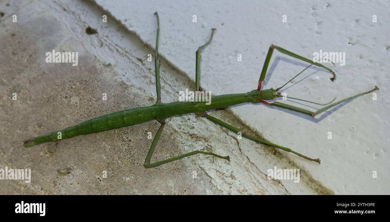 unarmed stick-insect (Acanthoxyla inermis Stock Photo - Alamy