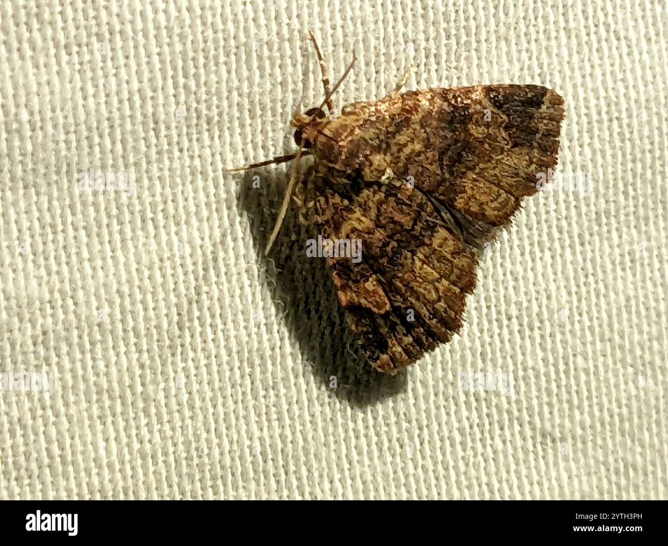 Underwing, Tiger, Tussock, and Allied Moths (Erebidae Stock Photo - Alamy