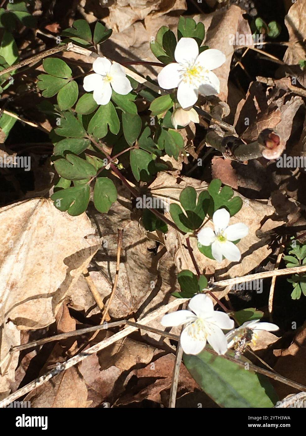 buttercup family (Ranunculaceae Stock Photo - Alamy