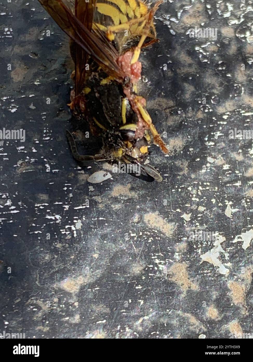 Alaska Yellowjacket (Vespula alascensis Stock Photo - Alamy